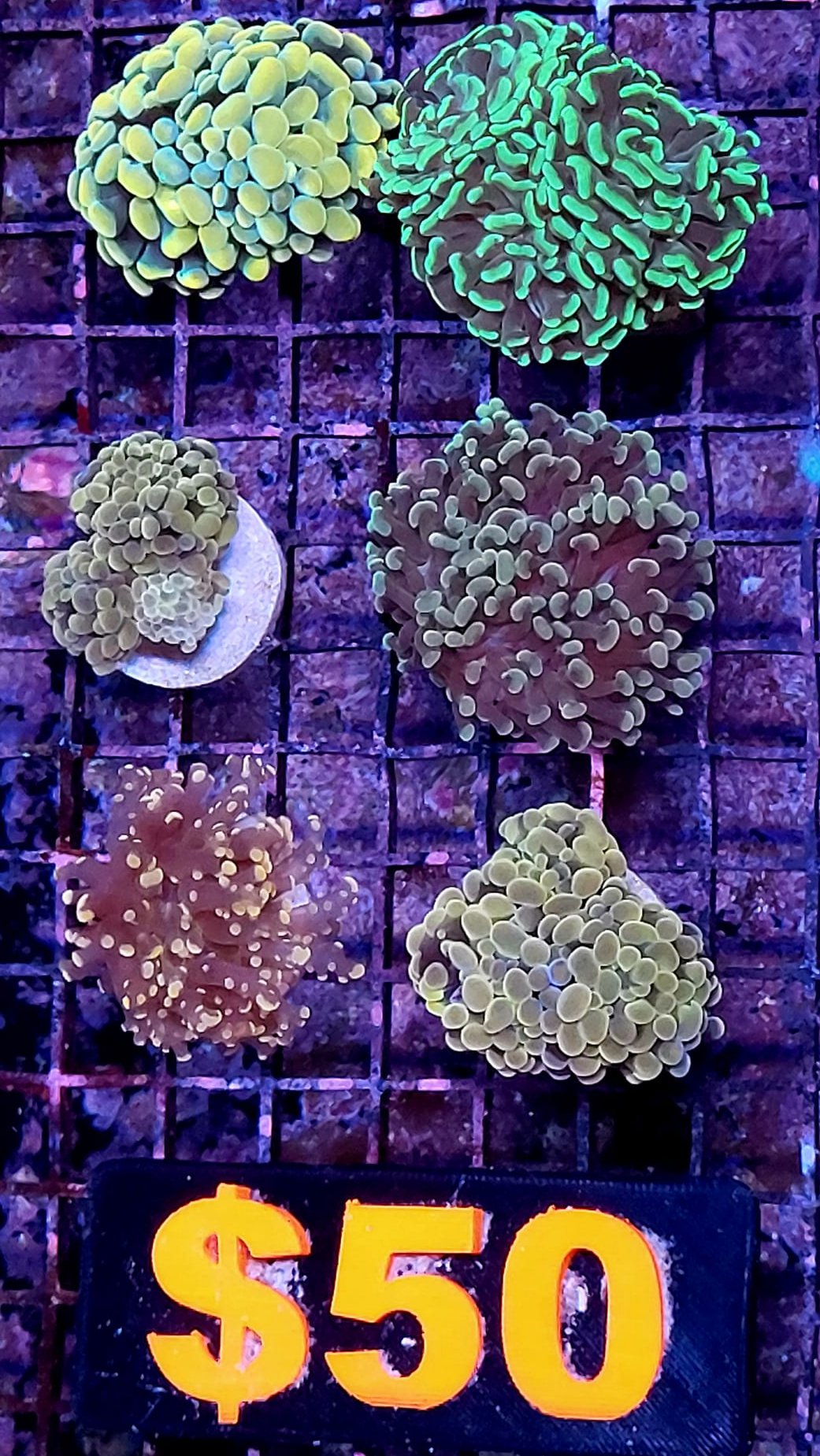 Assorted Hammer Frogspawn Frags $50