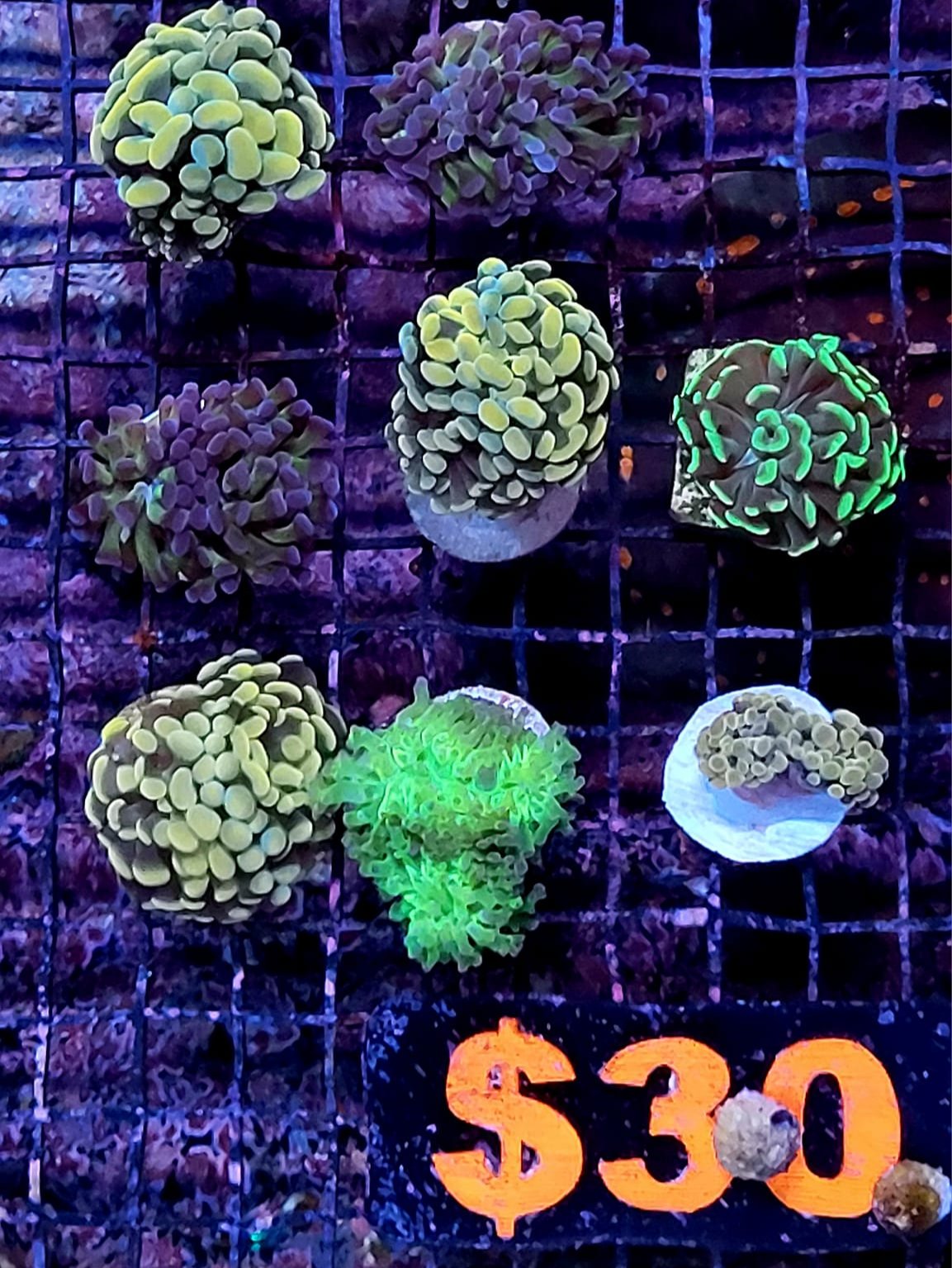 Assorted Hammer Frogspawn Frags $30