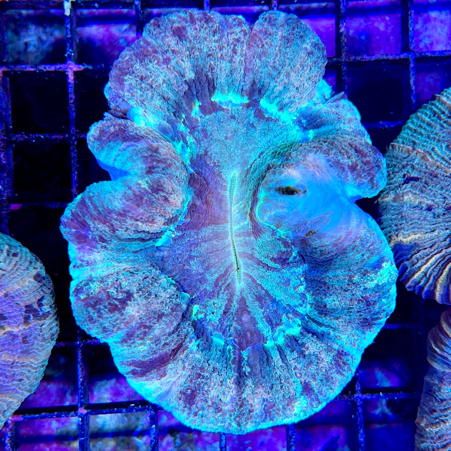 Living Reef Aquariums Fish and Coral Shop