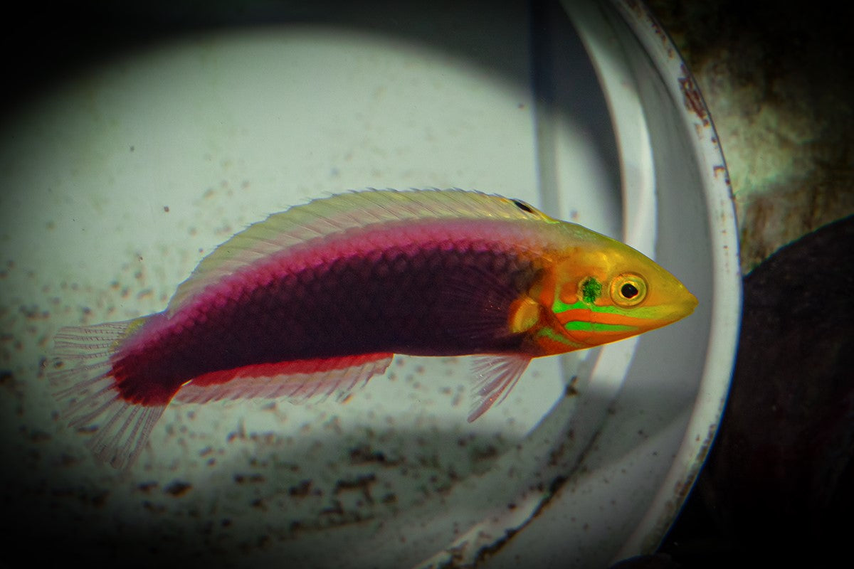 Radiant Wrasse