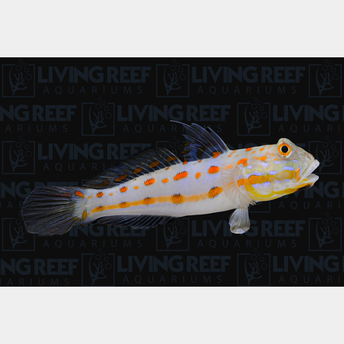 Diamond Goby