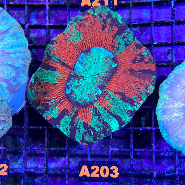 Living Reef Aquariums Fish and Coral Shop