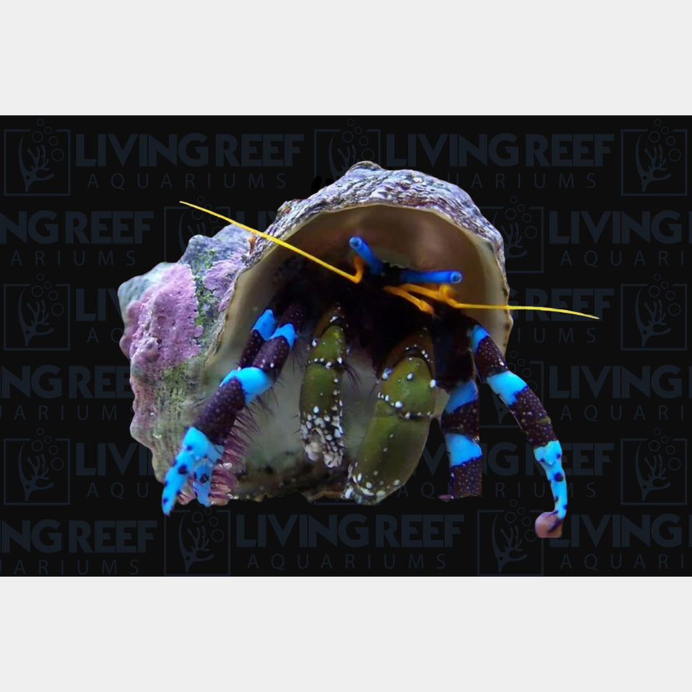 Electric Blue Knuckle Hermit