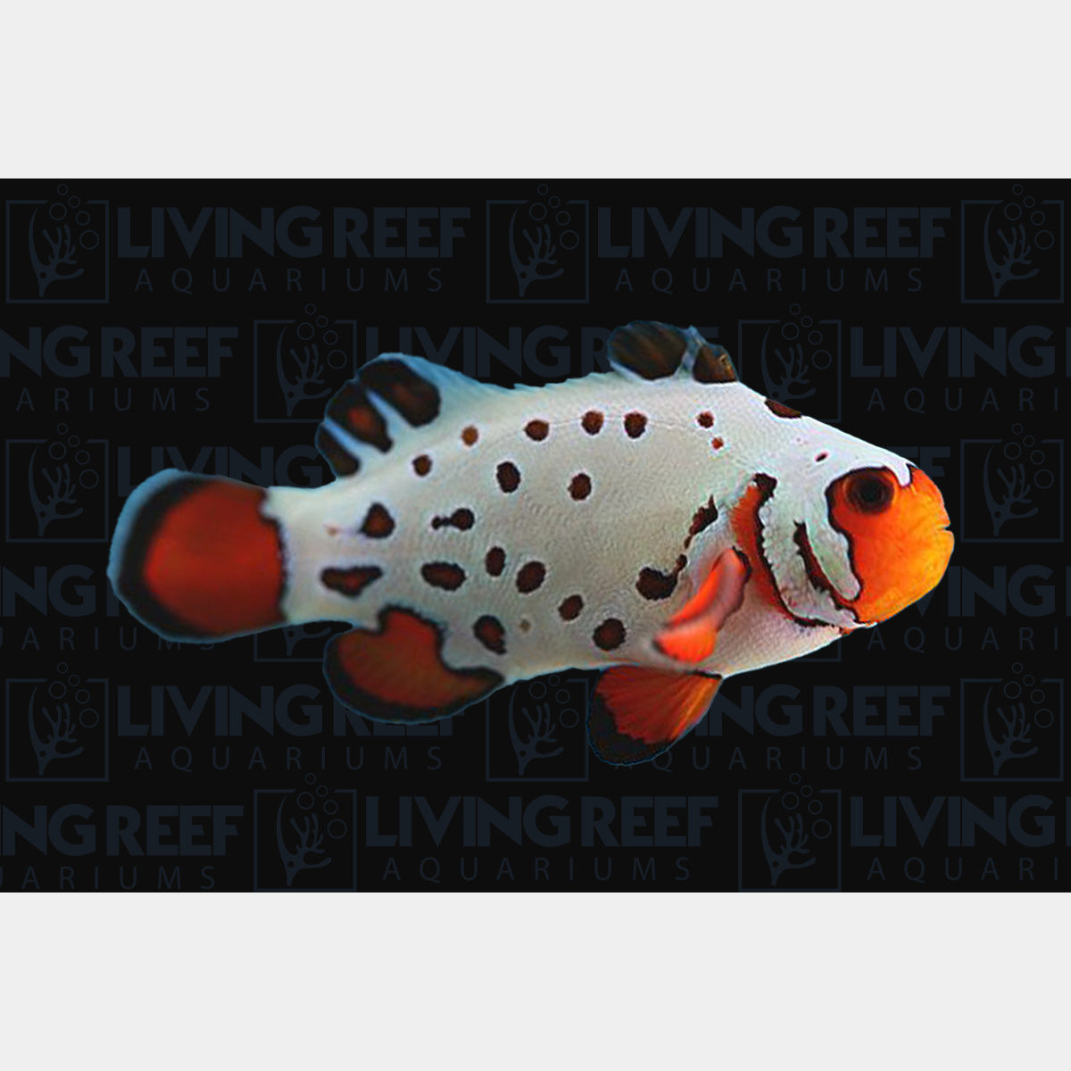Premium Frostbite Clown Fish
