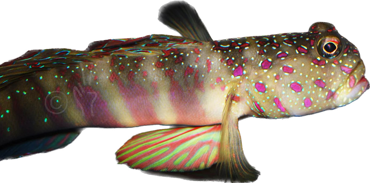 Pink and Blue spotted Prawn Goby