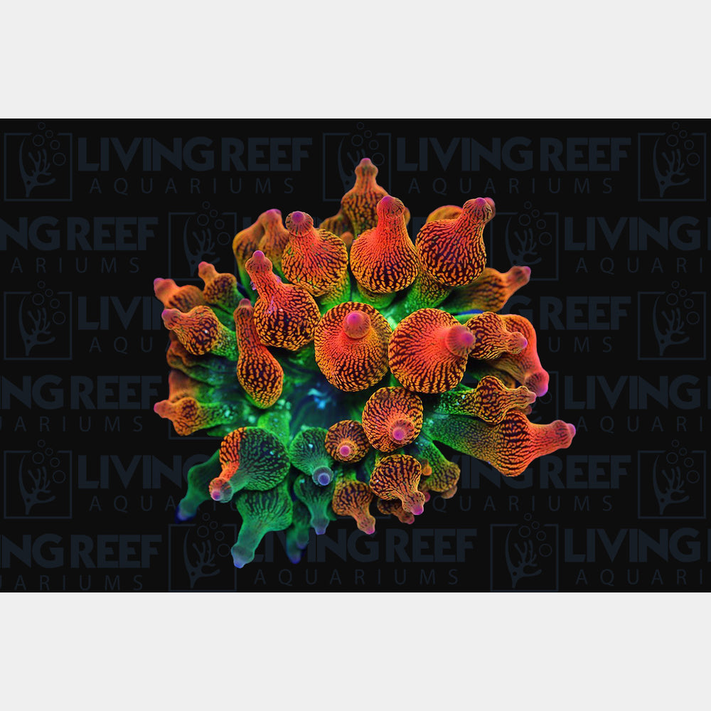 Nexus Rose Bubble Tip