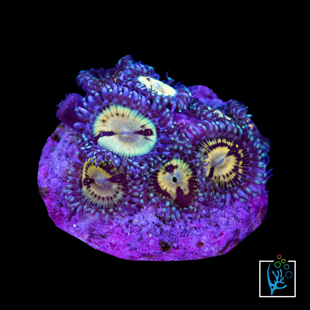 Pac Man Zoa
