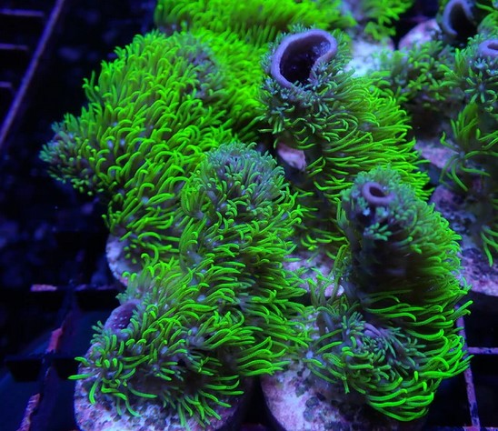 Toxic Green Branching Green Star Polyps