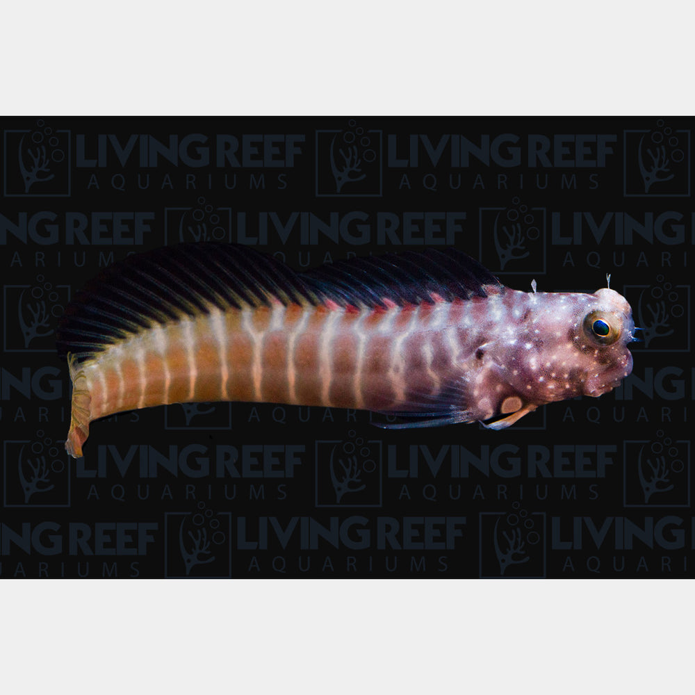 Segmented Lawnmower Blenny