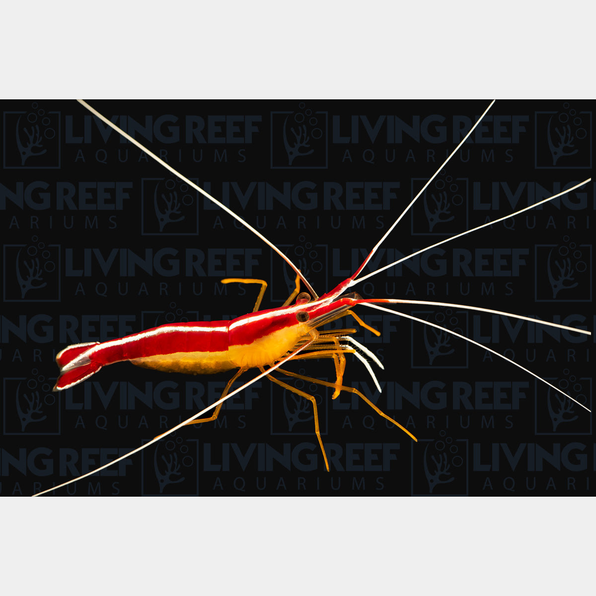 Skunk Cleaner Shrimp