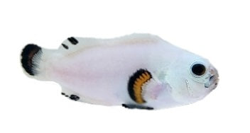 Snow storm clown fish (Captive bred ProAquatix)