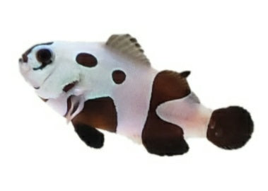 Super Storm Clown Fish (Captive bred ProAquatix)
