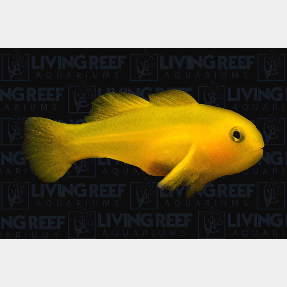 Yellow Clown Goby