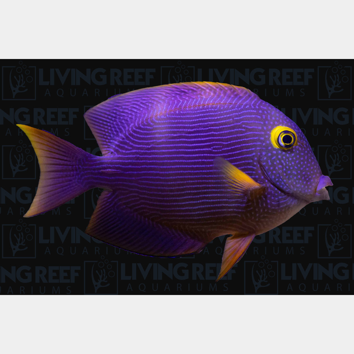 Yellow Eye SRI Kole Tang