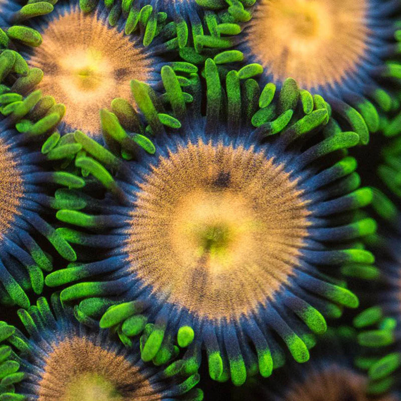 Laser Lemon Zoa