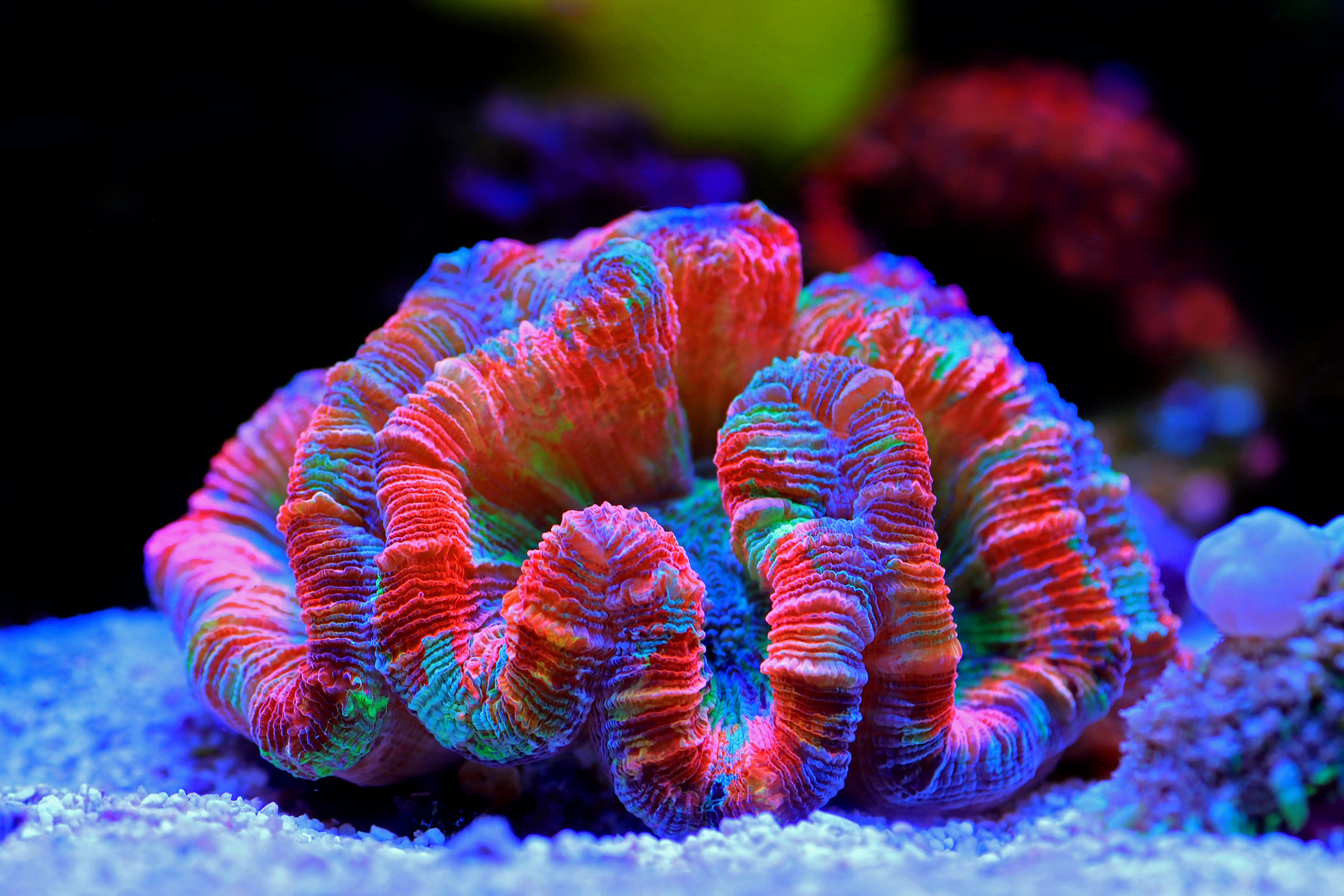 Living Reef Aquariums Fish and Coral Shop
